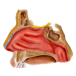 Turbinate Hypertrophy | Raleigh Capitol Ear, Nose, and Throat